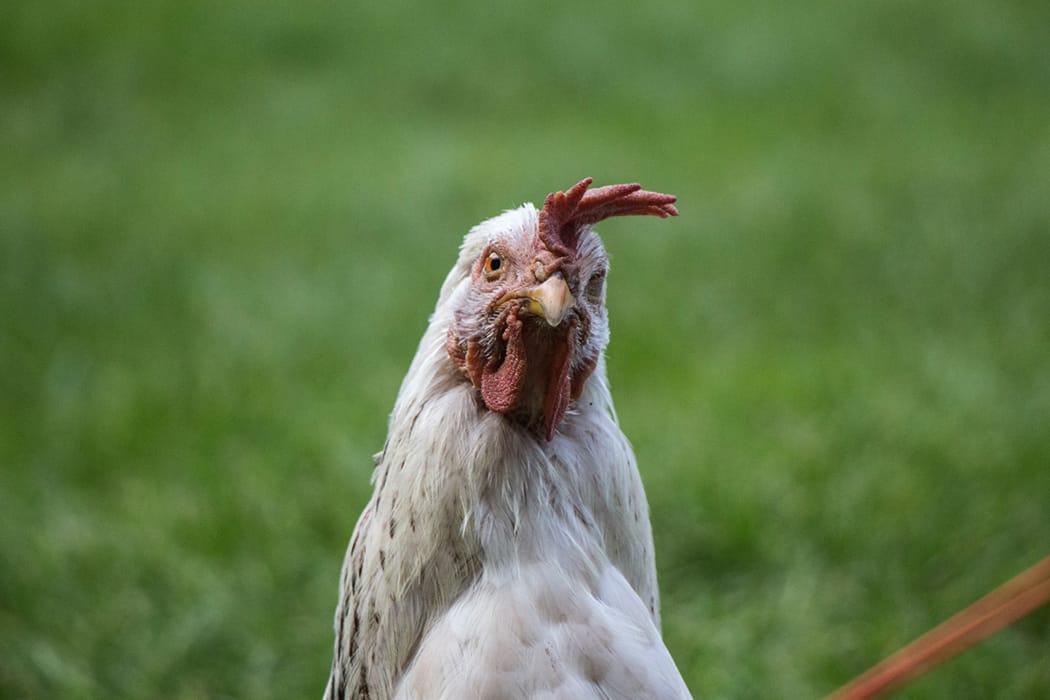 Rapper IDK wrongly calls out Popeyes Chicken for copyright infringement ...